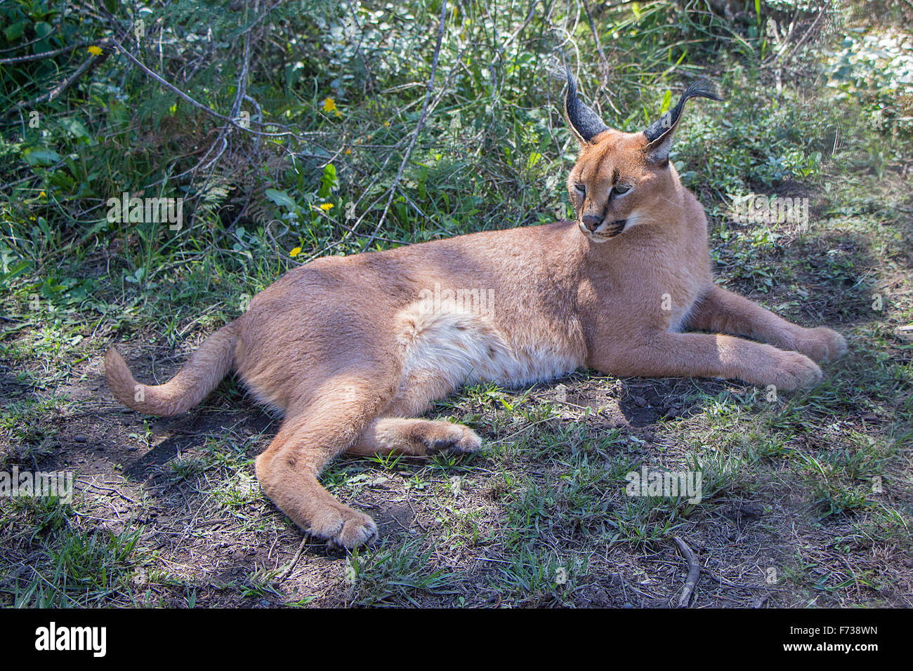 Karakal katzen -Fotos und -Bildmaterial in hoher Auflösung – Alamy