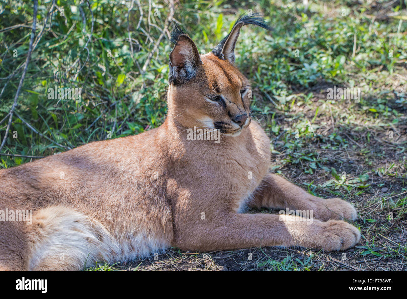 Karakal katzen -Fotos und -Bildmaterial in hoher Auflösung – Alamy