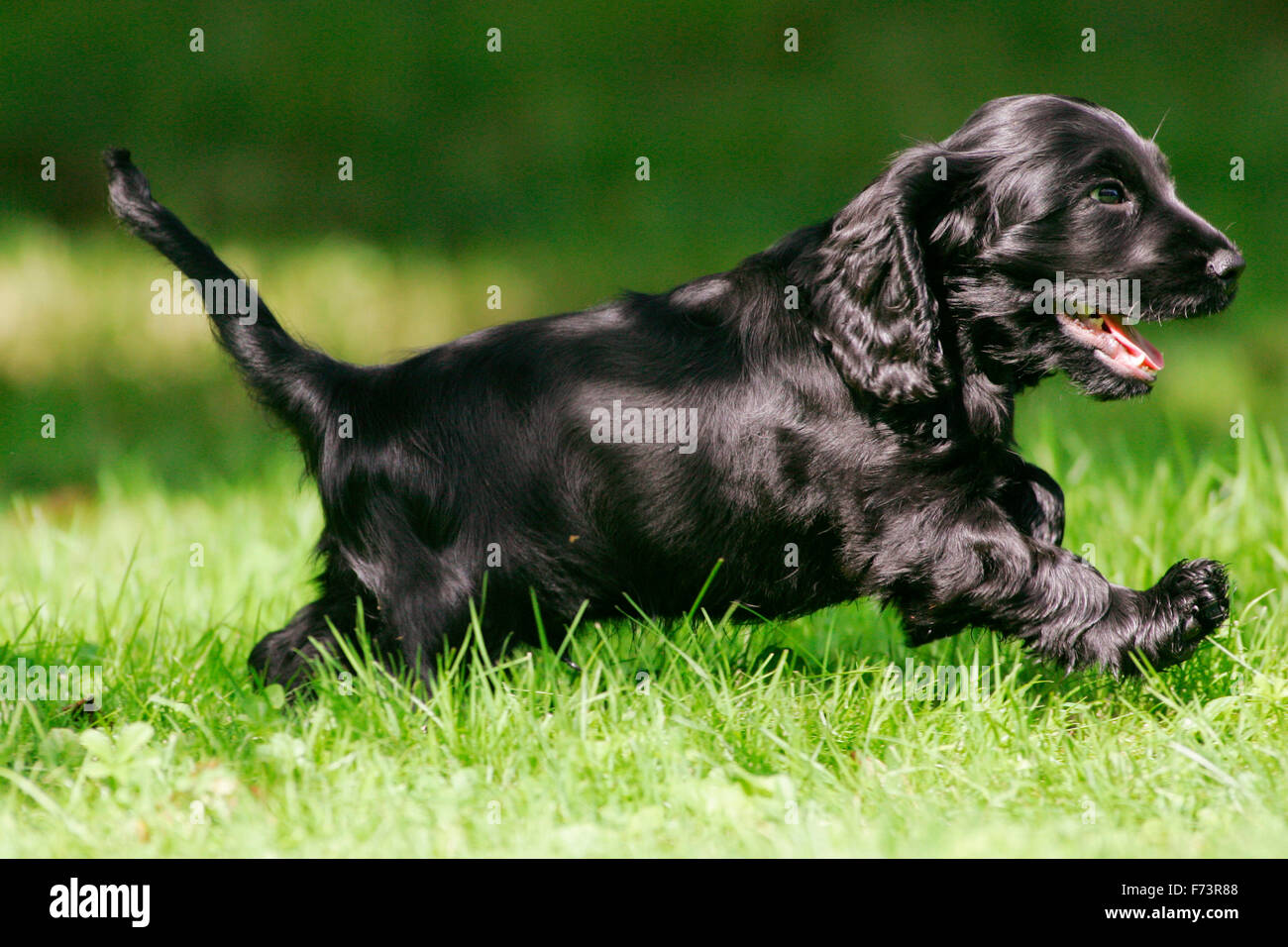 Englischer Cocker Spaniel. Schwarzen Welpen laufen auf einer Wiese ...