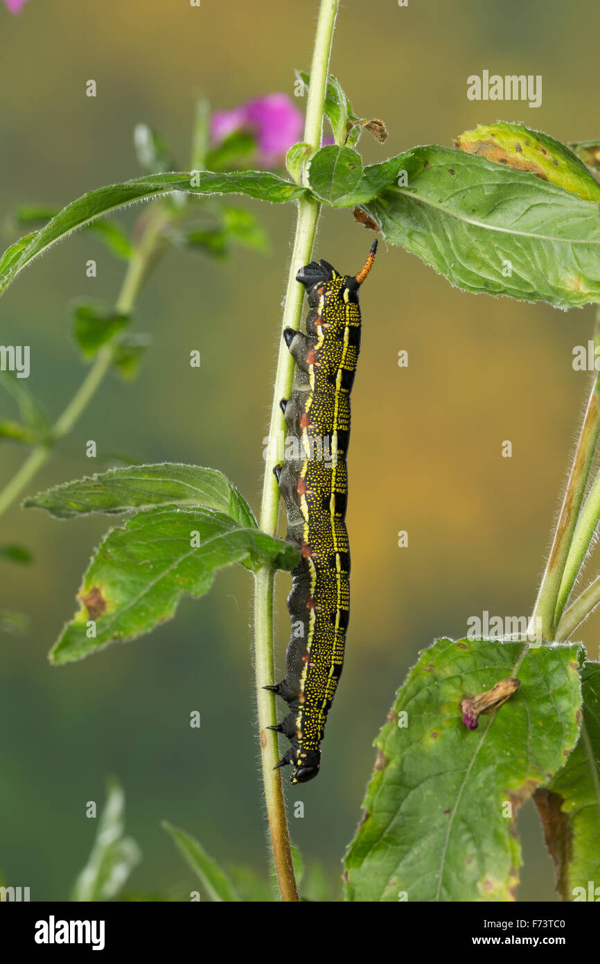 Striped Hawk-Moth, Caterpillar, Linienschwärmer, Linien-Schwärmer ...