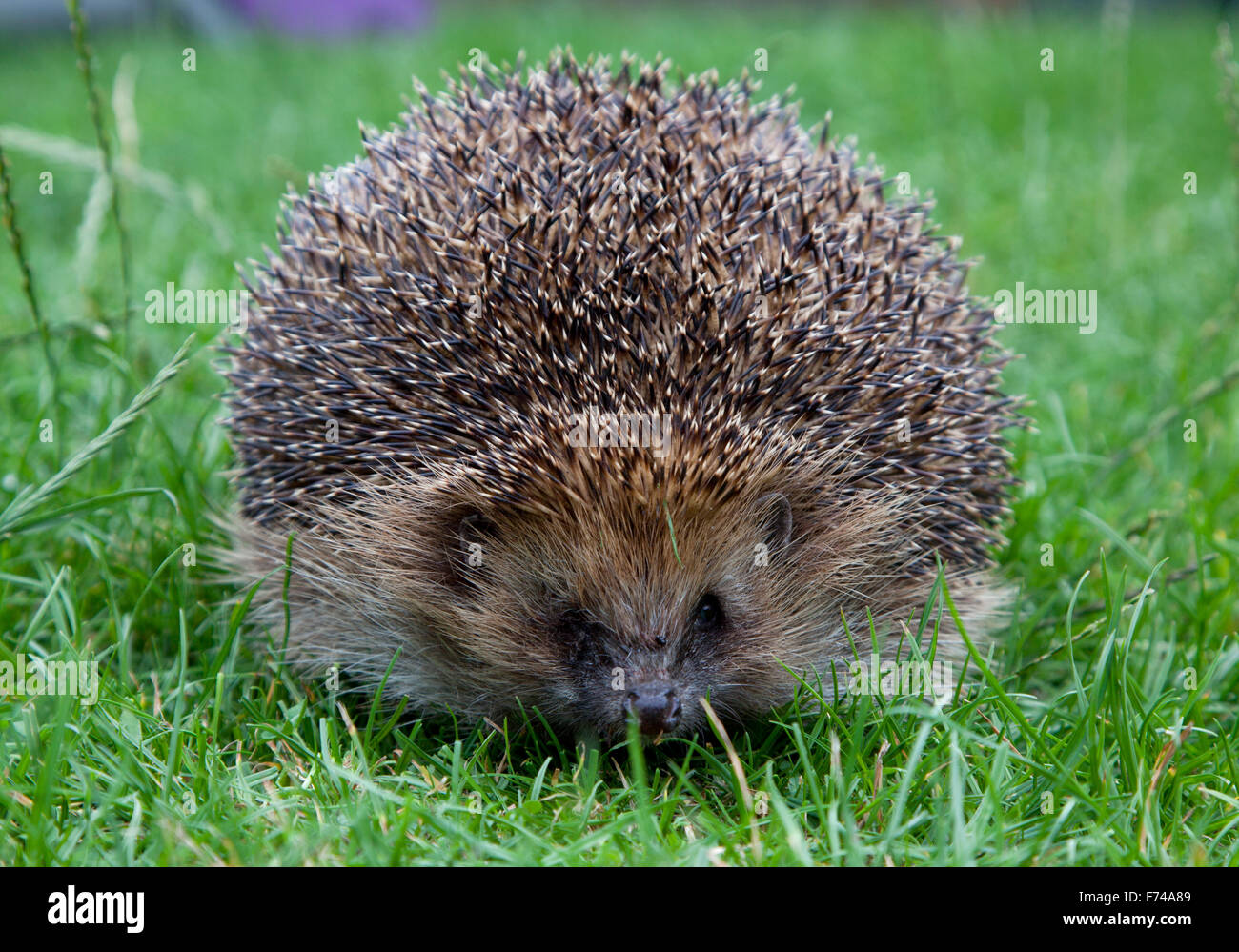 Europäische Igel, Erinaceus Europaeus, Ballon-Syndrom, aufgeblasen ...