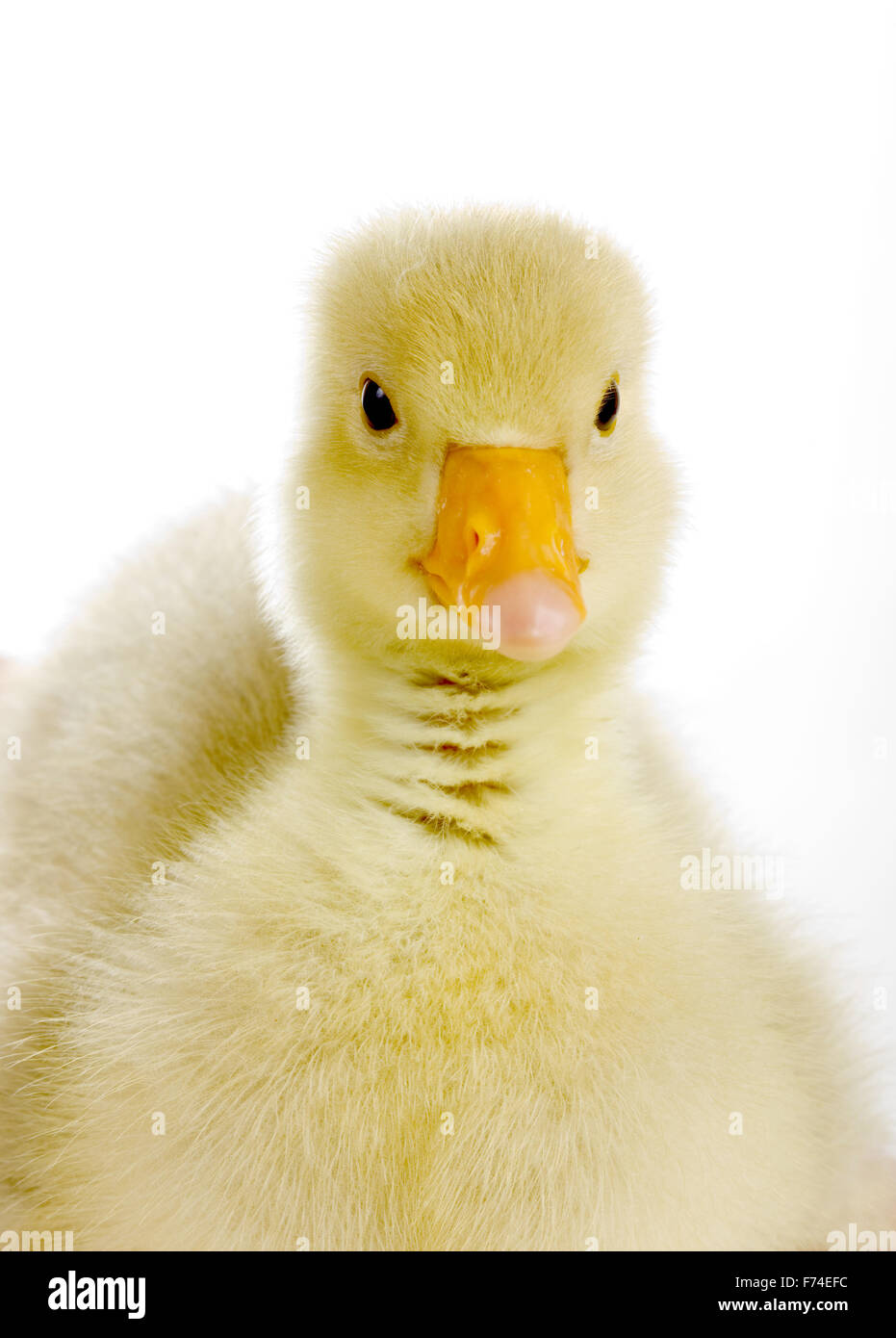 Gans mit jungen tieren -Fotos und -Bildmaterial in hoher Auflösung – Alamy