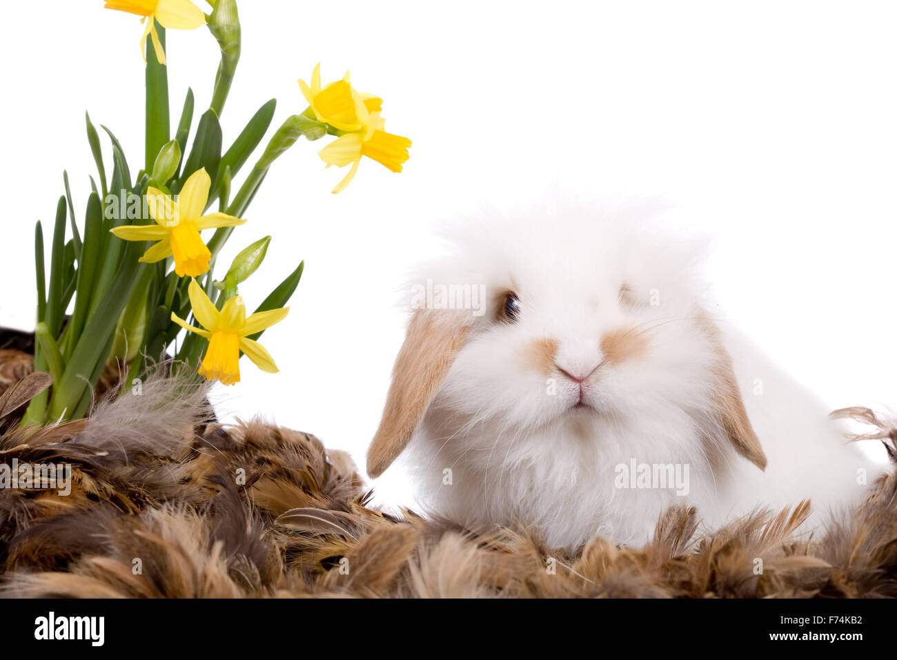 Kleiner weißer hase -Fotos und -Bildmaterial in hoher Auflösung – Alamy