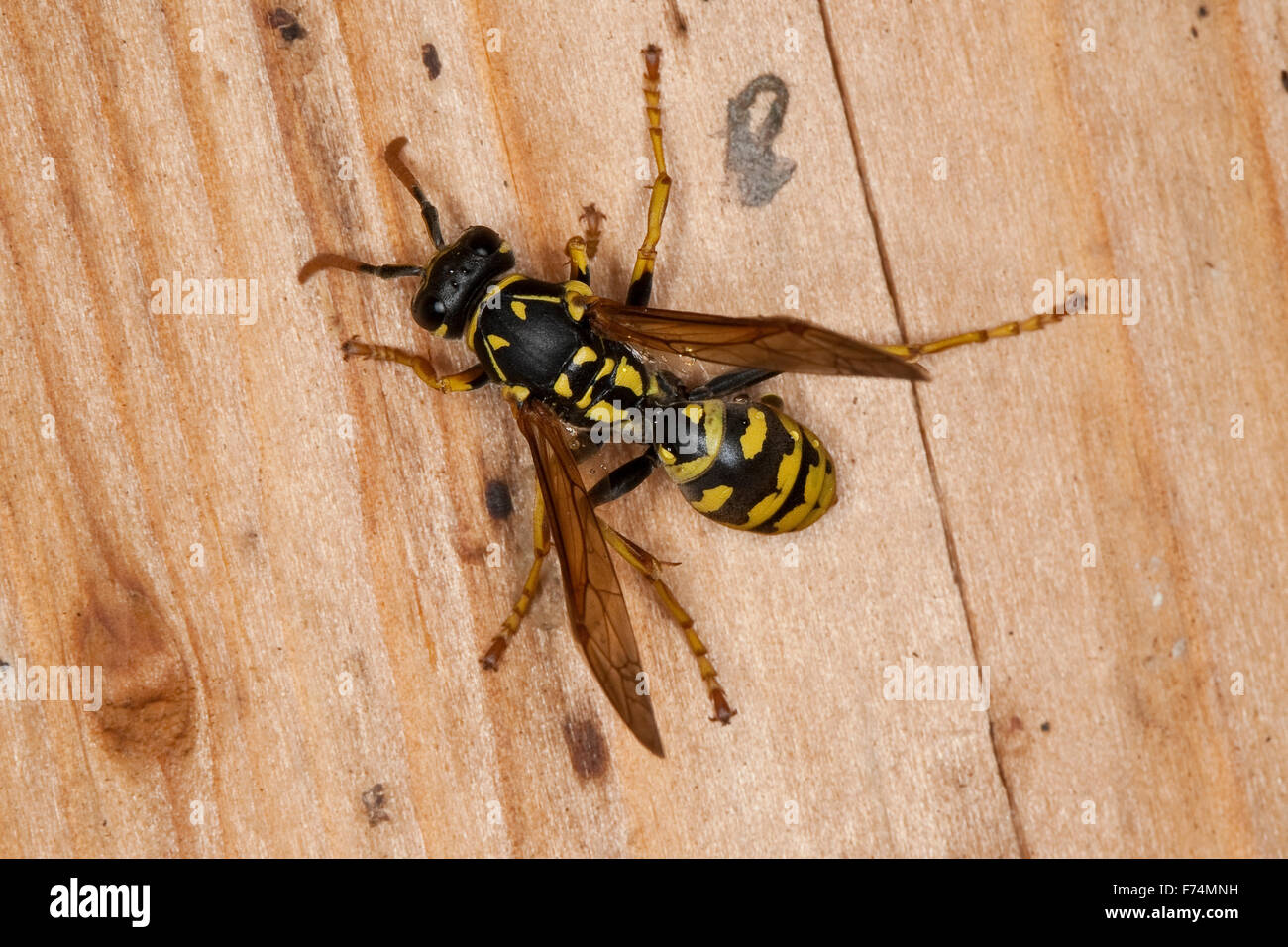 Poliste dominulus -Fotos und -Bildmaterial in hoher Auflösung – Alamy