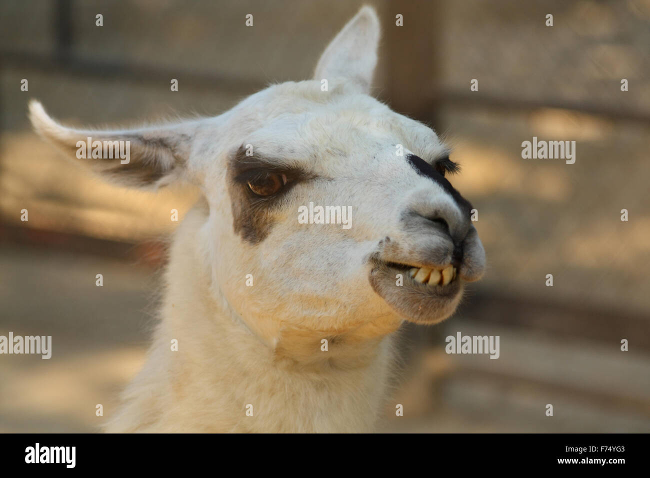 Lama teeth -Fotos und -Bildmaterial in hoher Auflösung – Alamy