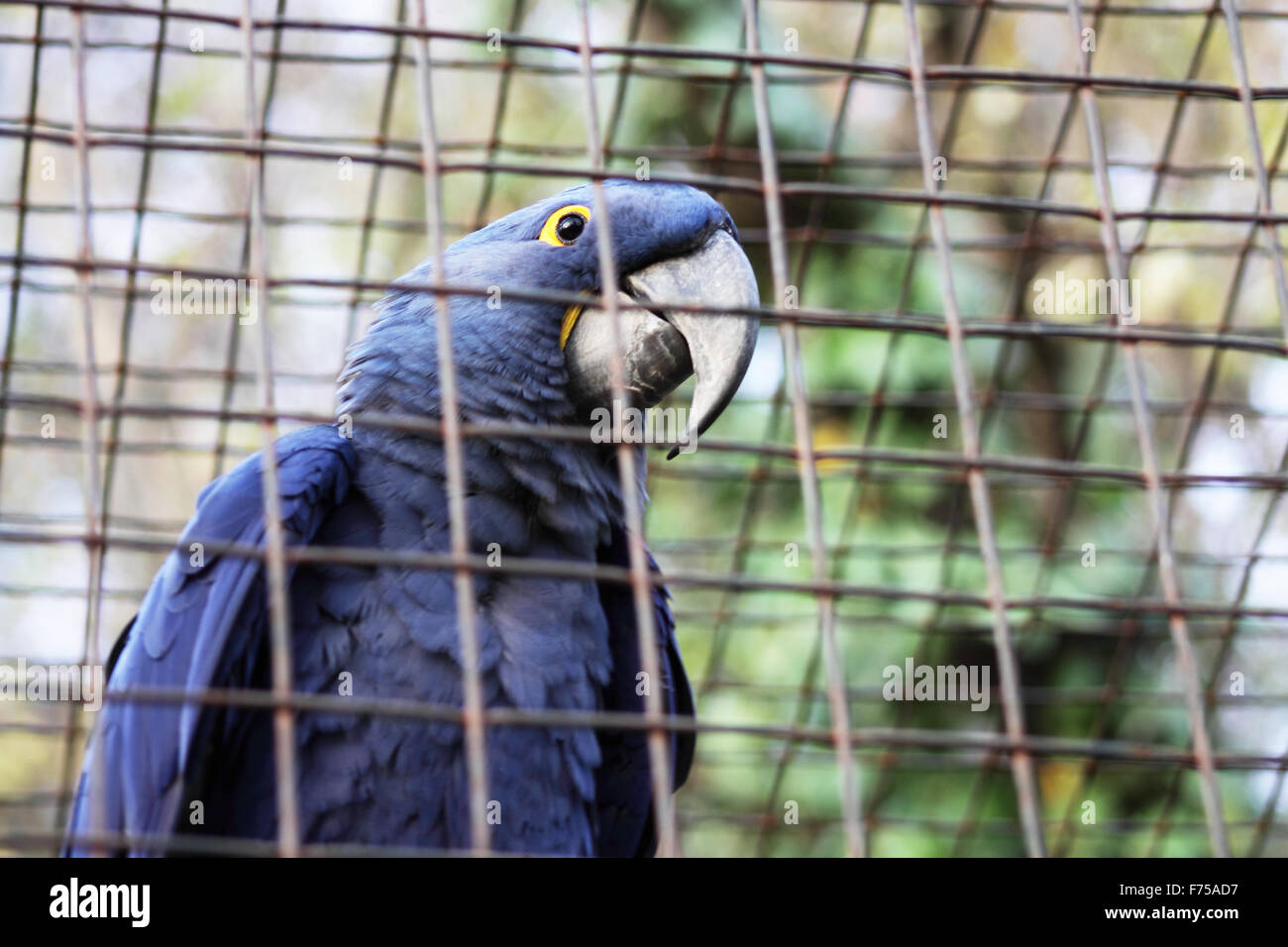 Blaue und gelbe aras fliegen -Fotos und -Bildmaterial in hoher ...