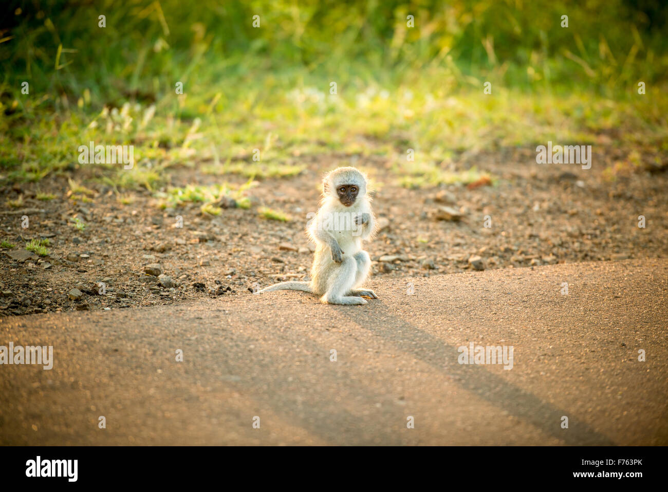 Affe Afrika Stockfotos und -bilder Kaufen - Alamy