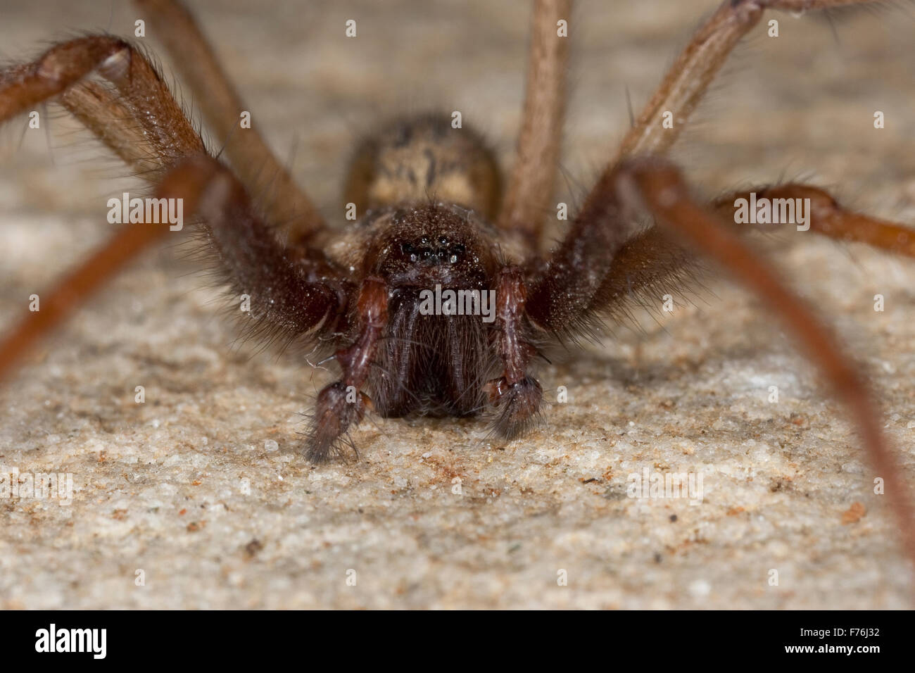 Riesigen europäischen Haus Spinne, Spinne Spinnennetz, Männlich ...