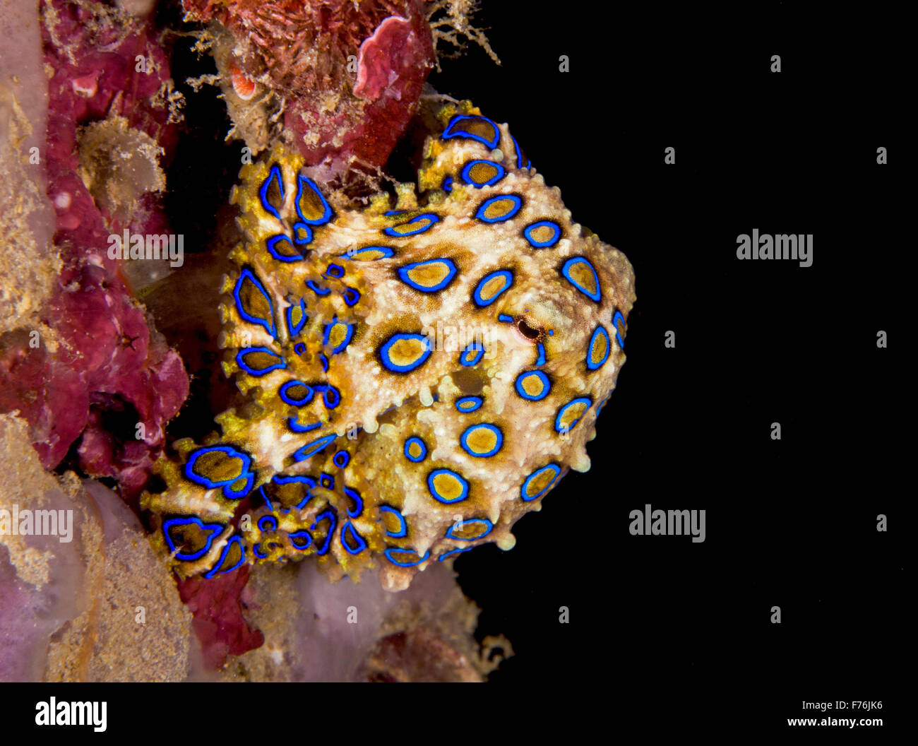 Hapalochlaena lunulata giftiger blau beringter oktopus Stockfotos und ...