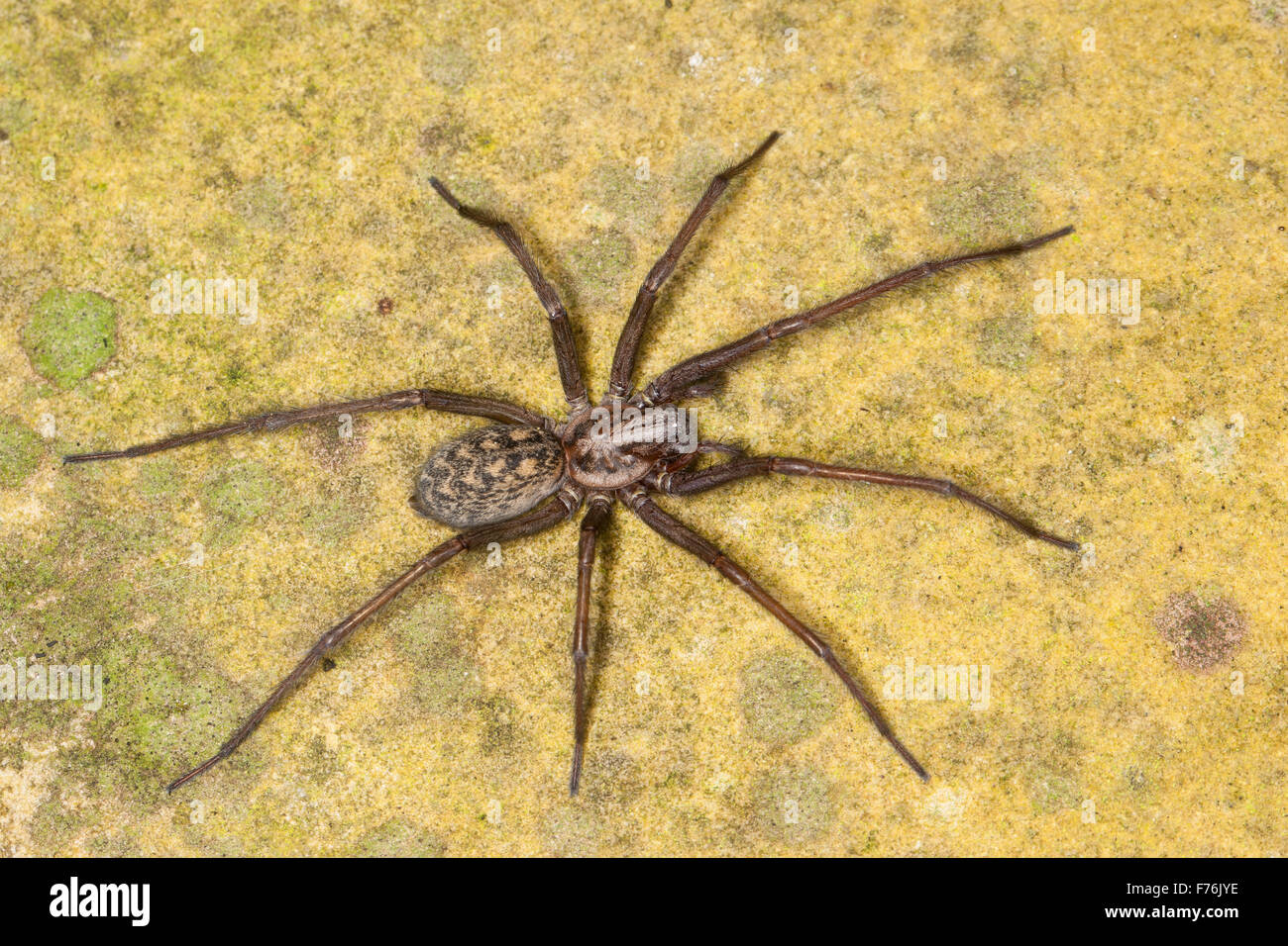 Riesigen europäischen Haus Spinne, Spinne Spinnennetz, Weiblich ...