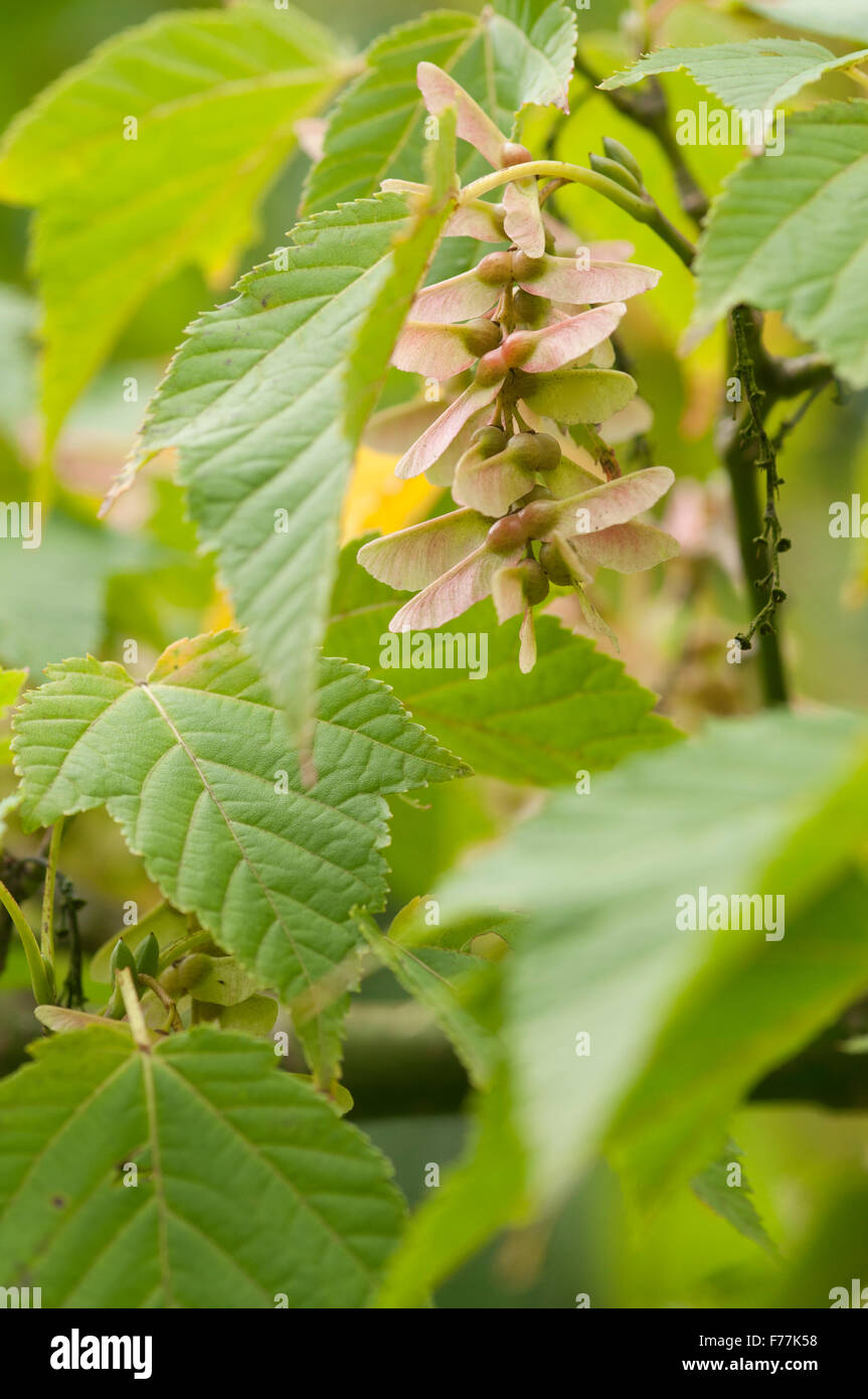 Acer rufinerve rinde -Fotos und -Bildmaterial in hoher Auflösung – Alamy