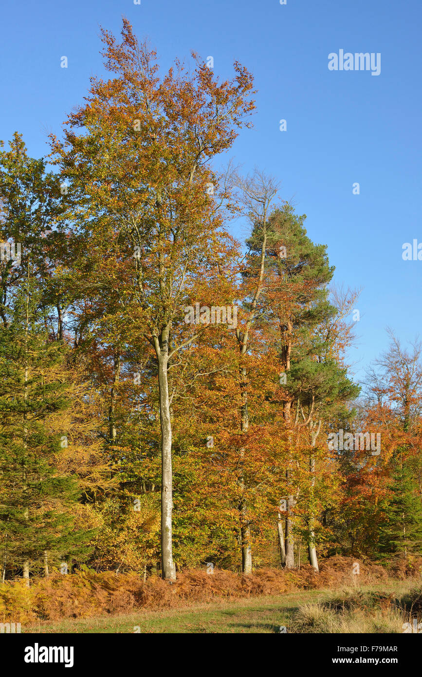 Europäische oder Rotbuche - Fagus Sylvatica Herbst Bäume ...