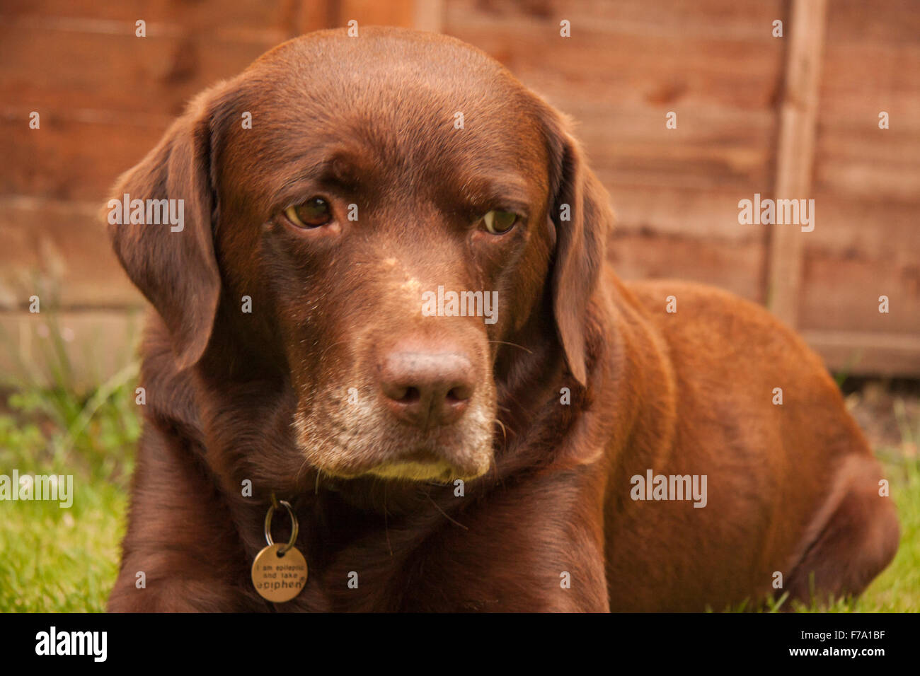 Braun, rot, chocolate Labrador Hund sitzen im Garten, auf der Suche ein ...