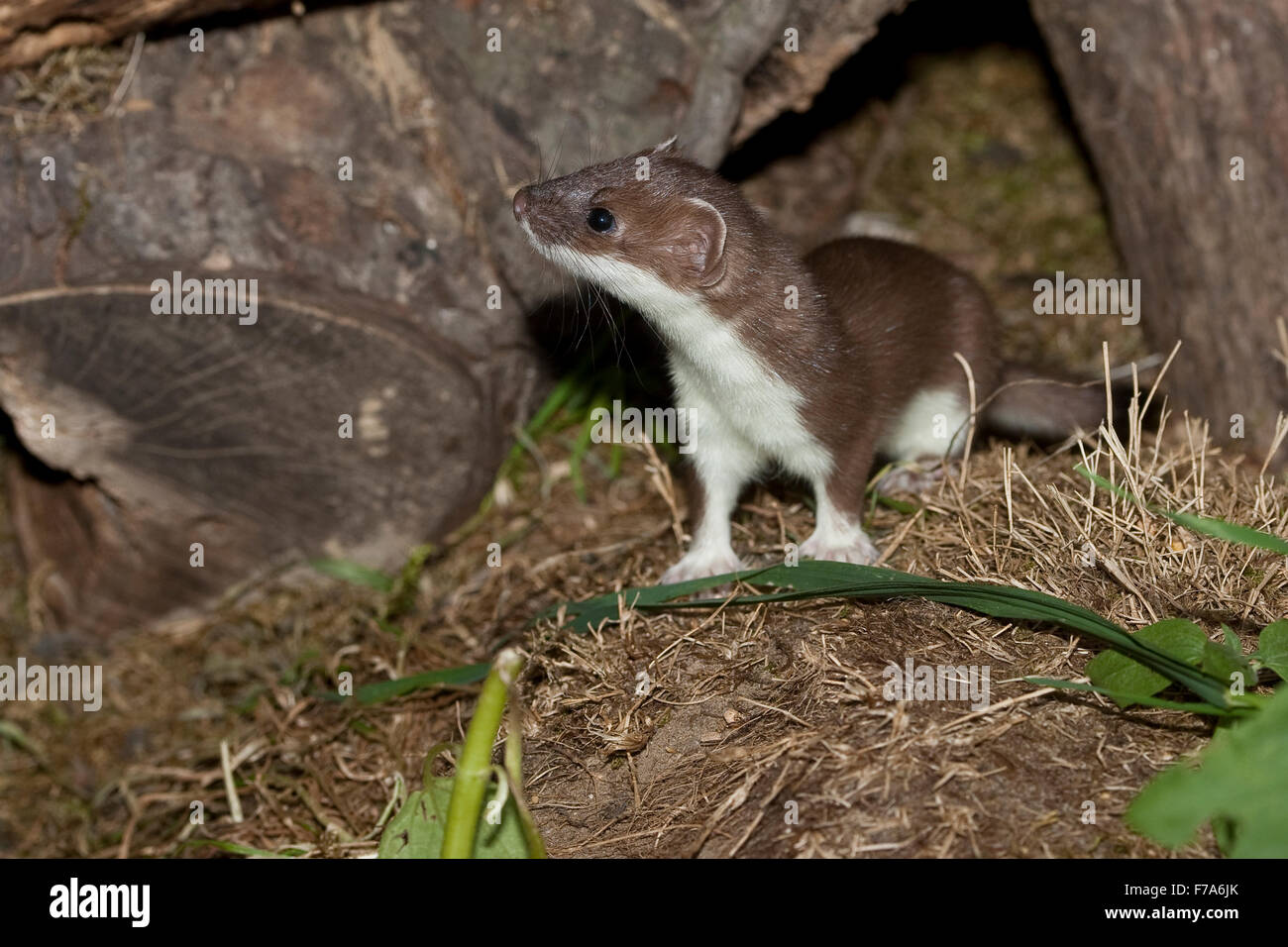 Hermelin, Hermine, Hermelin, Marder, Mustela Erminea, Großes Wiesel ...