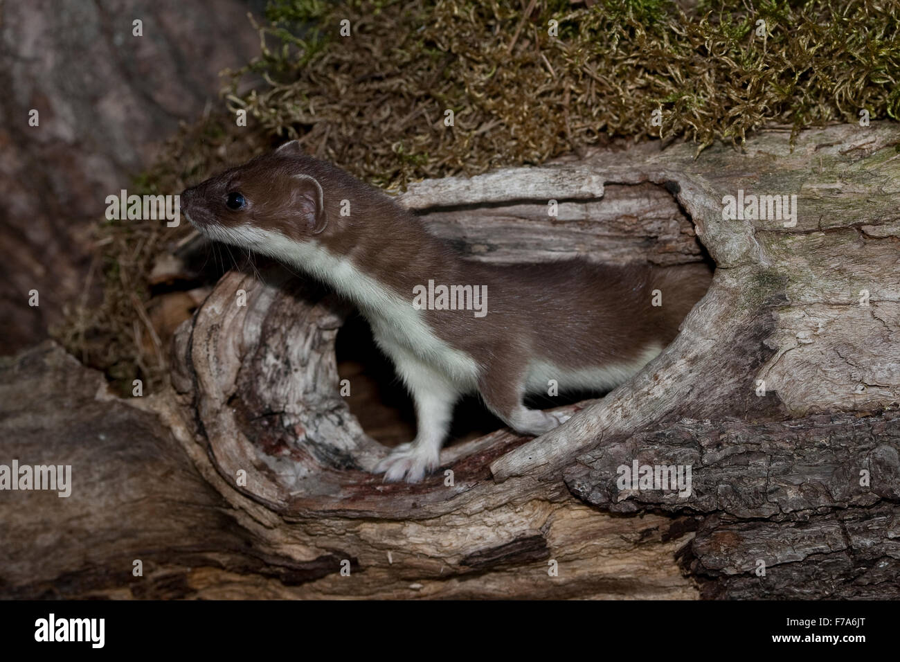 Grosses Wiesel Stockfotos & Grosses Wiesel Bilder - Alamy