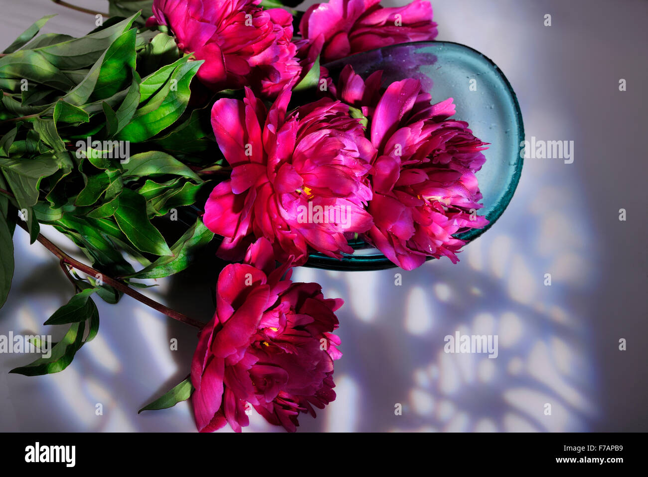 Botanik, Pfingstrose, (Paeonia), Pfingstrose (Paeonia Mascula), die ...