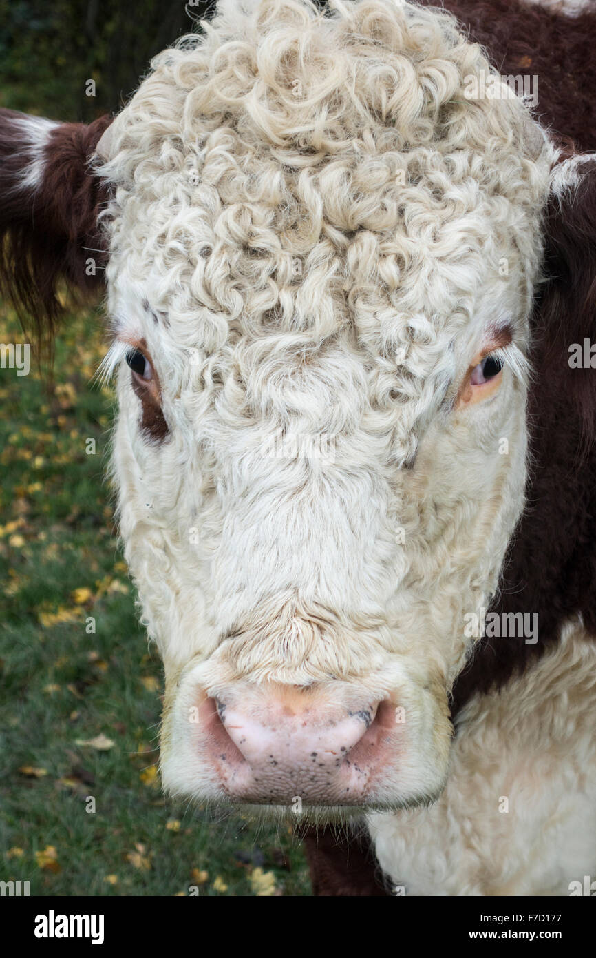 Lockige kuh -Fotos und -Bildmaterial in hoher Auflösung – Alamy