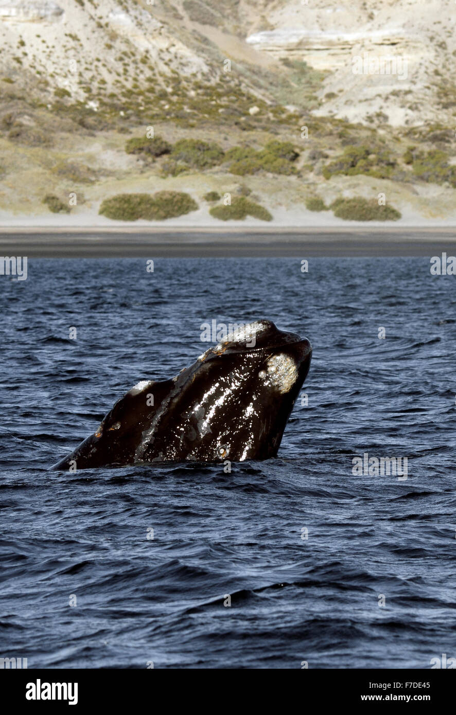 Snout of whale -Fotos und -Bildmaterial in hoher Auflösung – Alamy