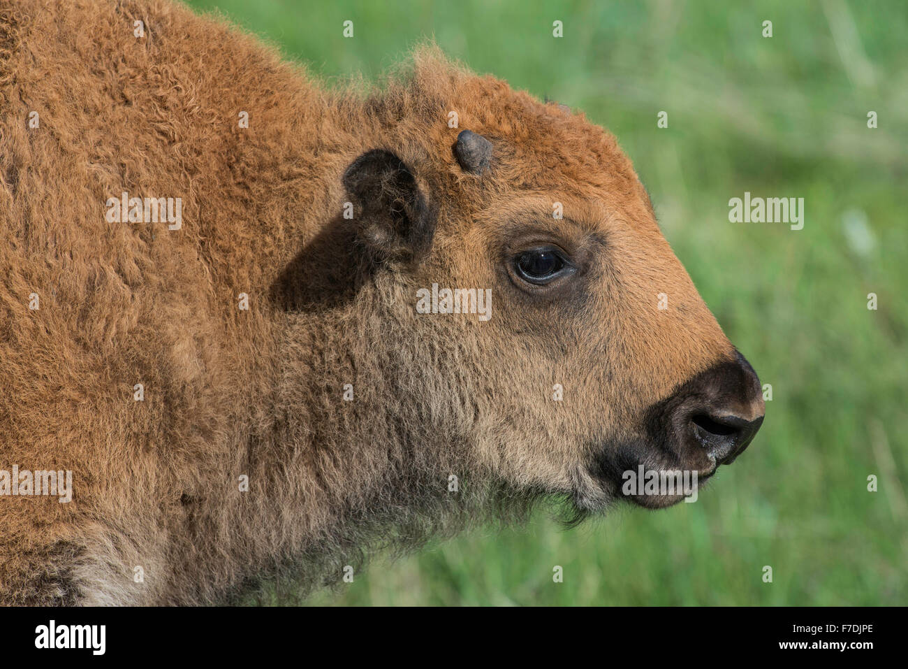 Fort custer -Fotos und -Bildmaterial in hoher Auflösung – Alamy