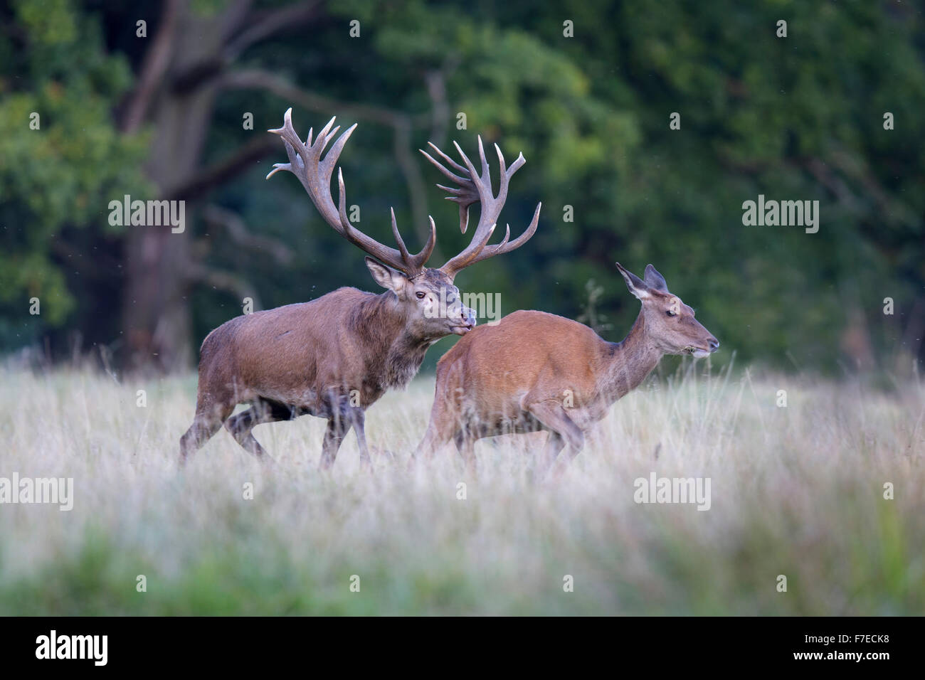 Alter hirsch -Fotos und -Bildmaterial in hoher Auflösung – Alamy