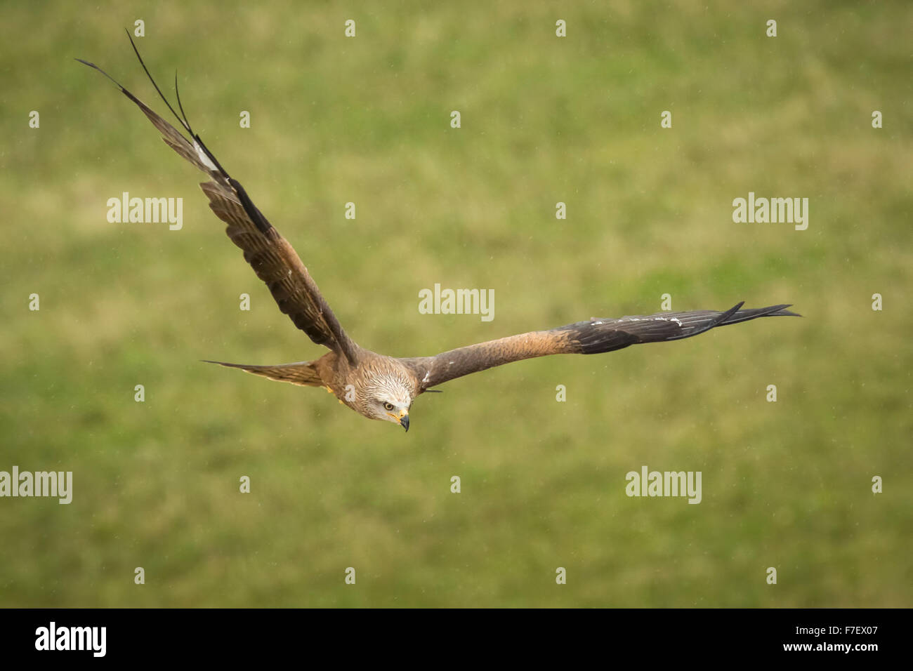 Rotmilan (Milvus Milvus) im Flug bei der Jagd nach einer Beute ...