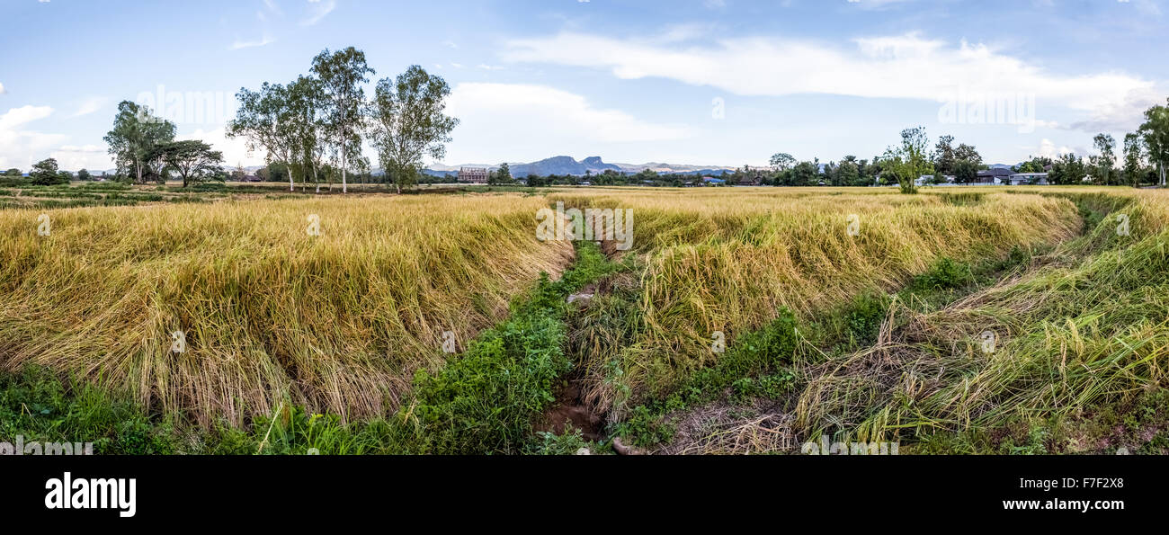 Dieses Feld ist mit Reis bepflanzt, die im Wasser stehen, um zu wachsen ...
