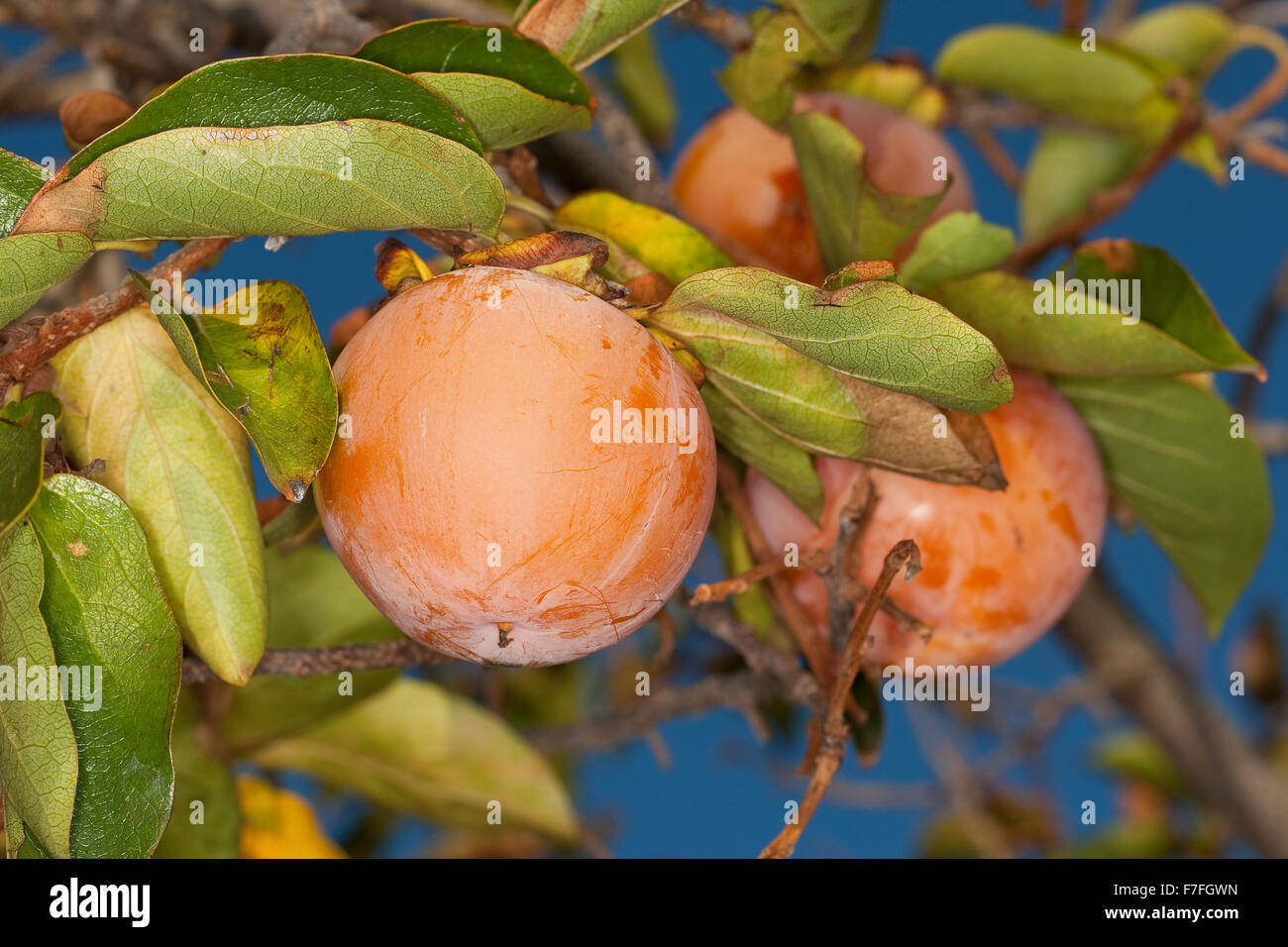 Dattelpflaume, Kaki Kaki, asiatische Persimmon, Kakipflaume, Kaki ...