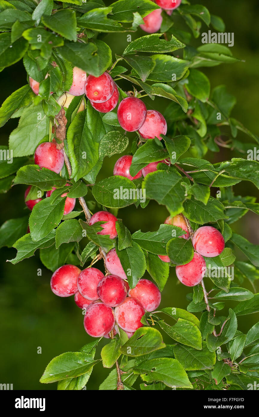 Cherry Plum, Myrobalan-Pflaume, Kirschpflaume, Kirsch-Pflaume ...