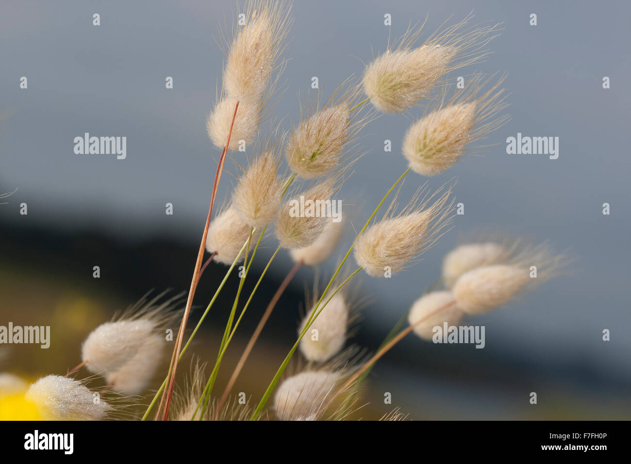 Hares-Tail Grass, Bunnytail, Bunny Tail, Harestail, Hasenschwanz-Gras ...