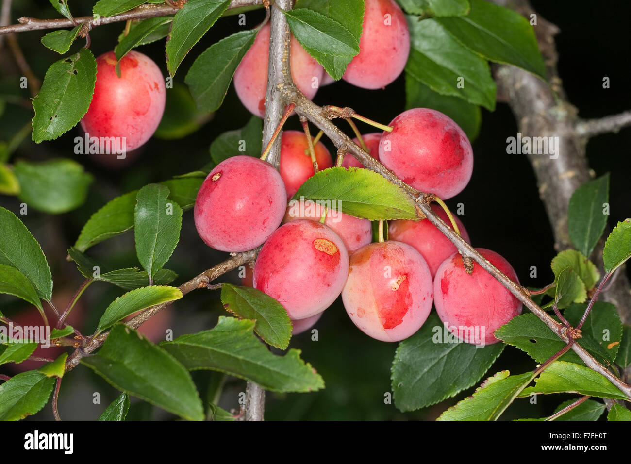 Cherry Plum, Myrobalan-Pflaume, Kirschpflaume, Kirsch-Pflaume ...