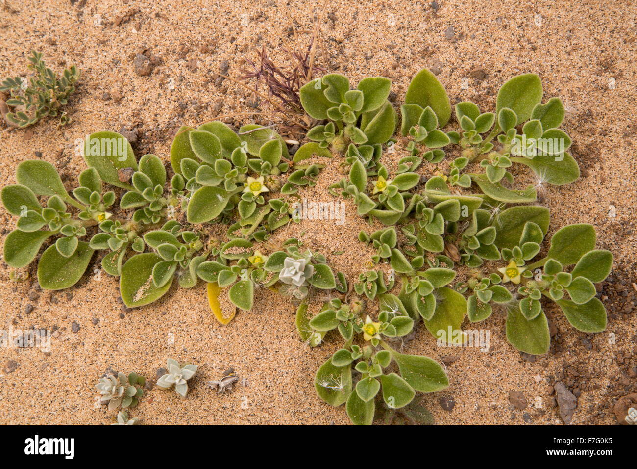 Aizoon canariensis -Fotos und -Bildmaterial in hoher Auflösung – Alamy