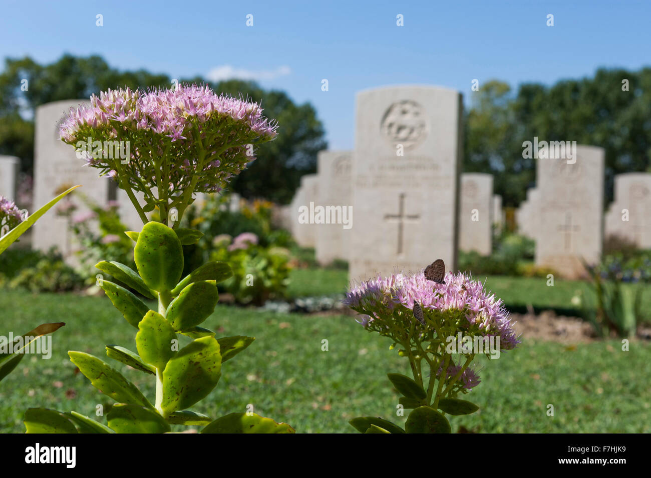Eispflanze und Schmetterling im Garten Grenzen. Kriegsfriedhof, 2 ...