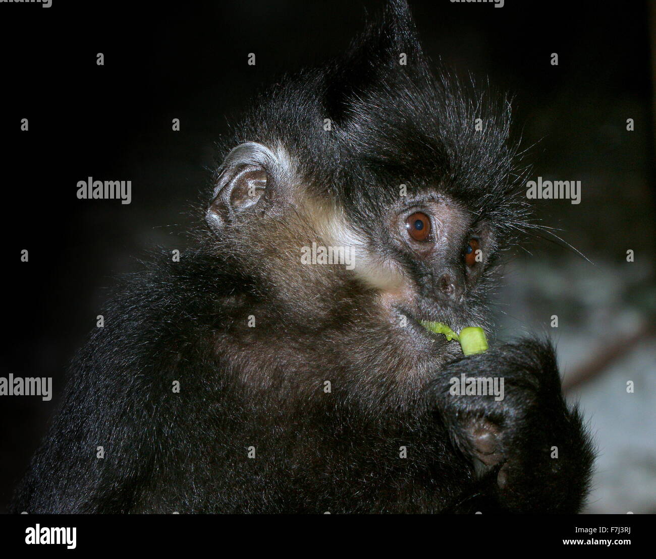 Francois langur -Fotos und -Bildmaterial in hoher Auflösung – Alamy