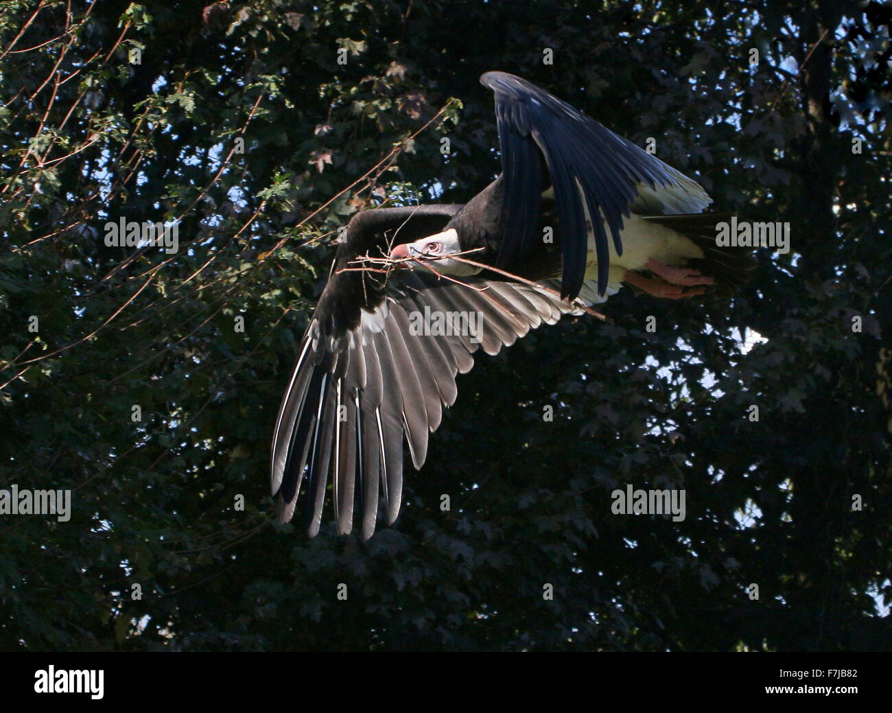 Afrikanische weißköpfige Geier (Trigonoceps Occipitalis) im Flug ...