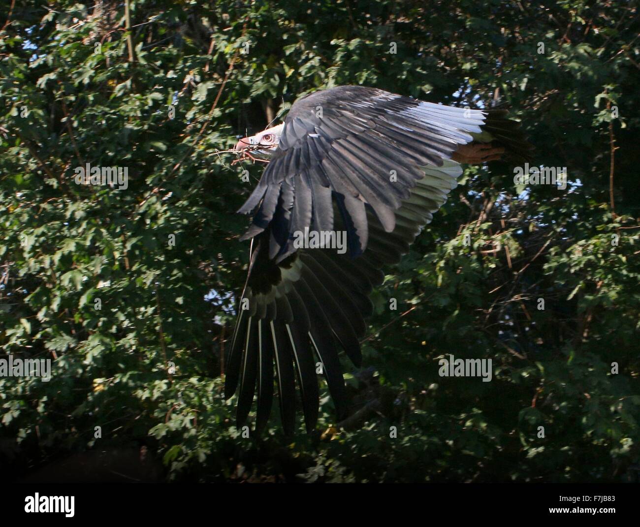Afrikanische weißköpfige Geier (Trigonoceps Occipitalis) im Flug ...