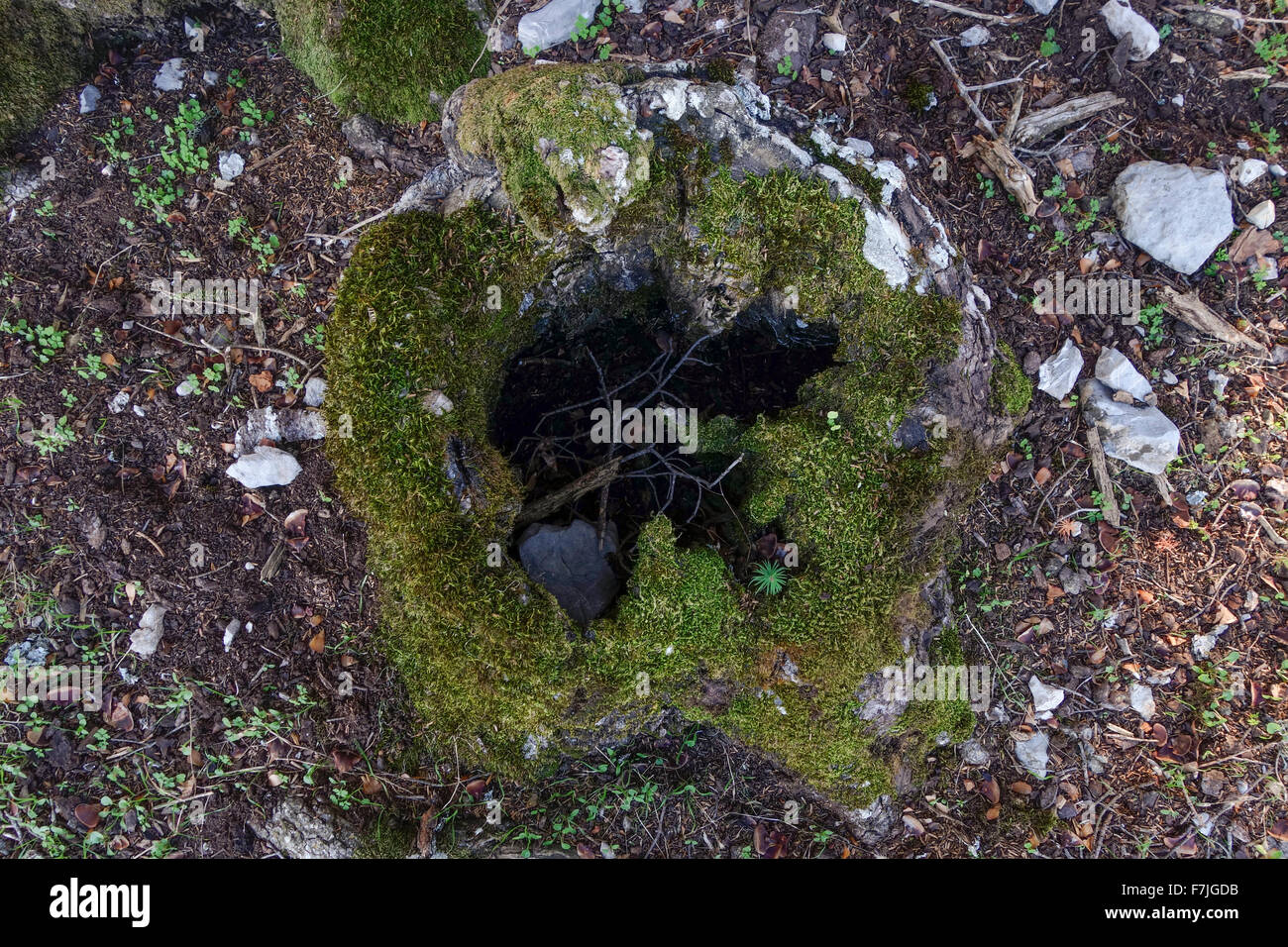 Tote spanische Tanne Stamm, von oben, Abies Pinsapo im Naturpark Sierra ...