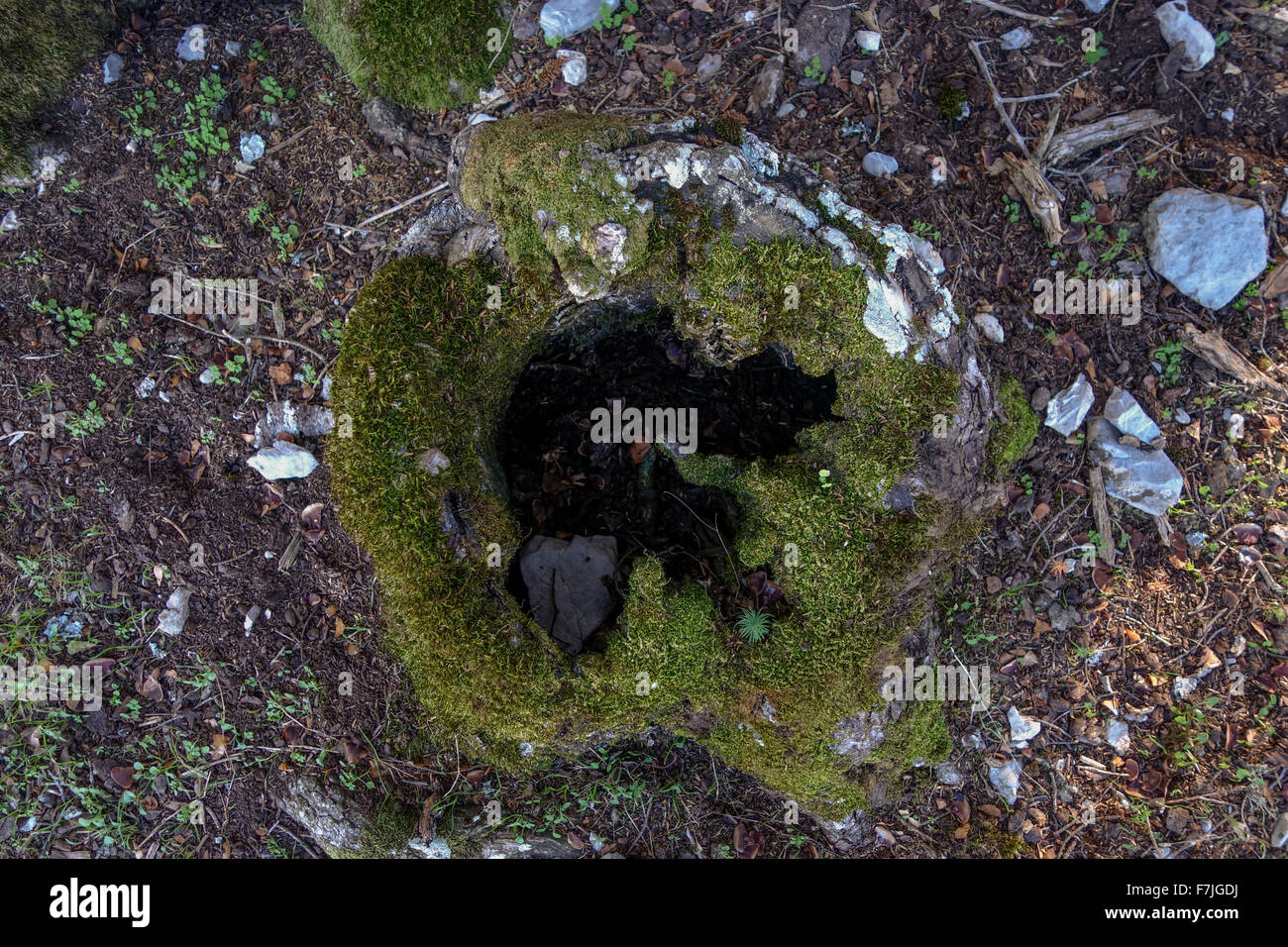 Tote spanische Tanne Stamm, von oben, Abies Pinsapo im Naturpark Sierra ...