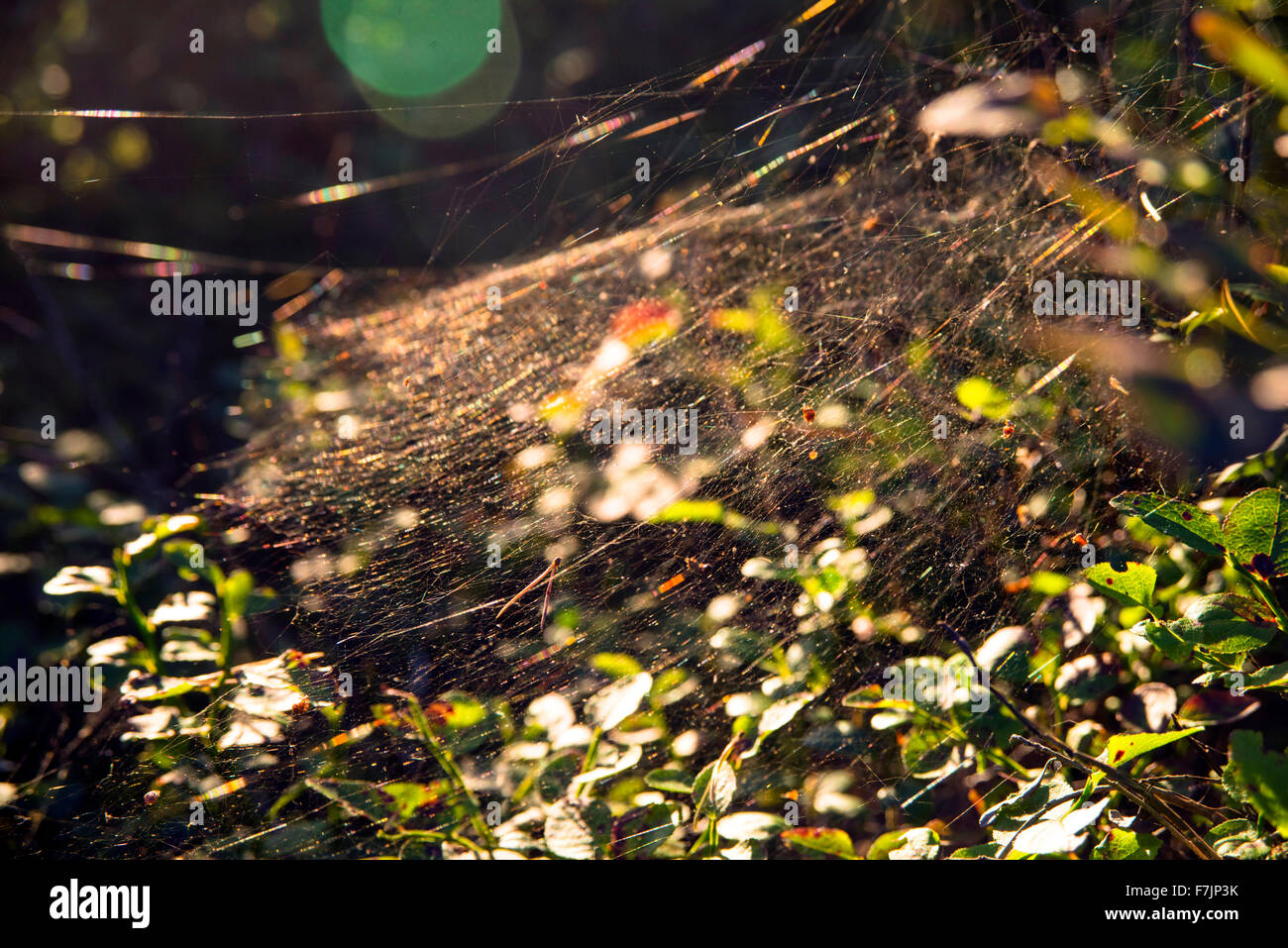 Spinnennetz und spinne im gegenlicht -Fotos und -Bildmaterial in hoher ...