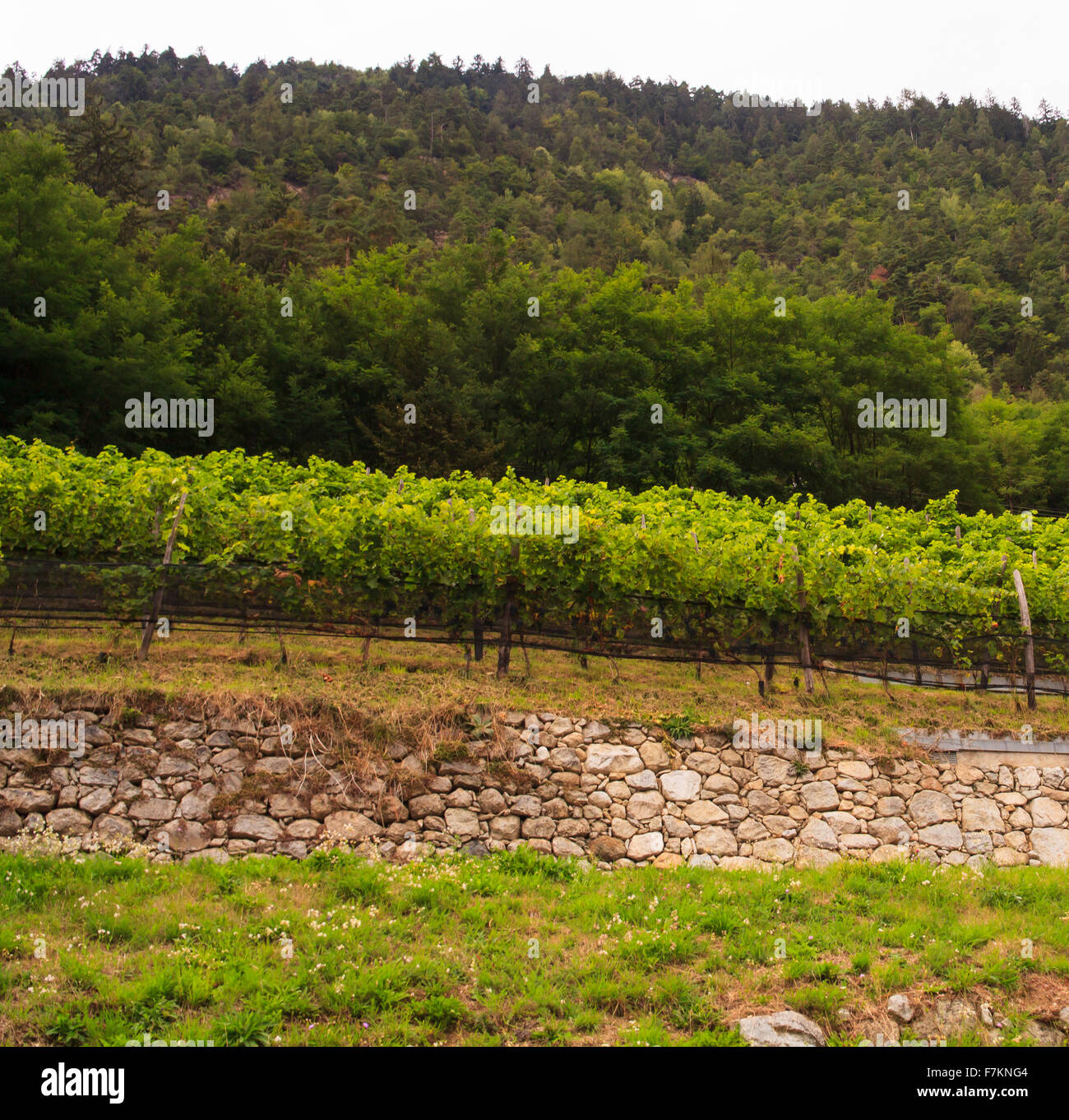 Alto adige weinstraße -Fotos und -Bildmaterial in hoher Auflösung – Alamy