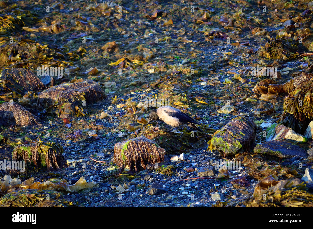Krähe Essen ein Seeigel am Meeresufer Stockfotografie - Alamy