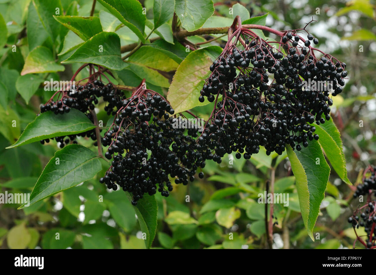 Schwarzer holunder hecke -Fotos und -Bildmaterial in hoher Auflösung ...