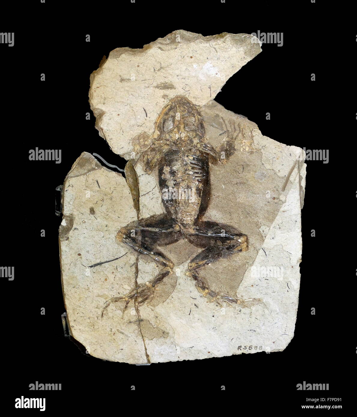 Frosch skelett -Fotos und -Bildmaterial in hoher Auflösung – Alamy