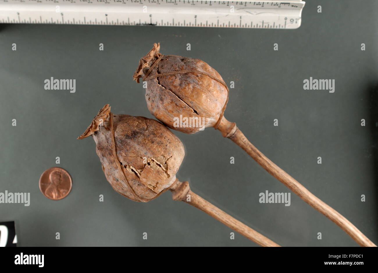 Papaver Somniferum, Schlafmohn, ist die Pflanzenart, aus denen Opium ...