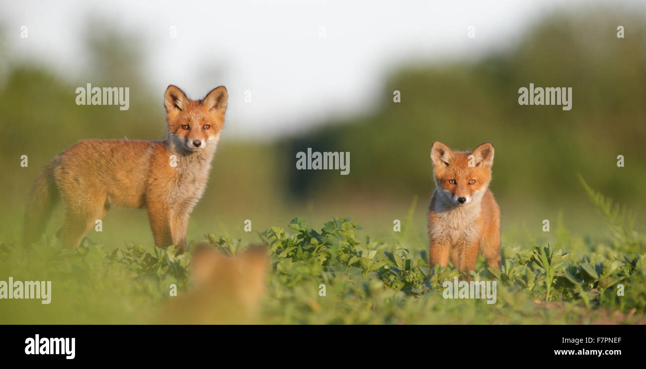 Bausätze der Rotfuchs (Vulpes Vulpes). Europa Stockfotografie - Alamy