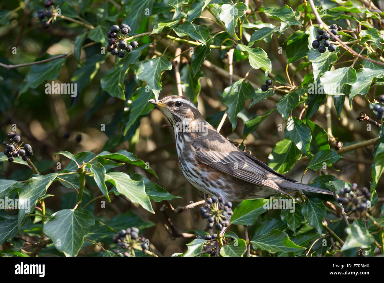 Rotdrossel, Ivy, Obst, Rotdrossel, Frisst Früchte, Beeren Vom Efeu, Rot ...