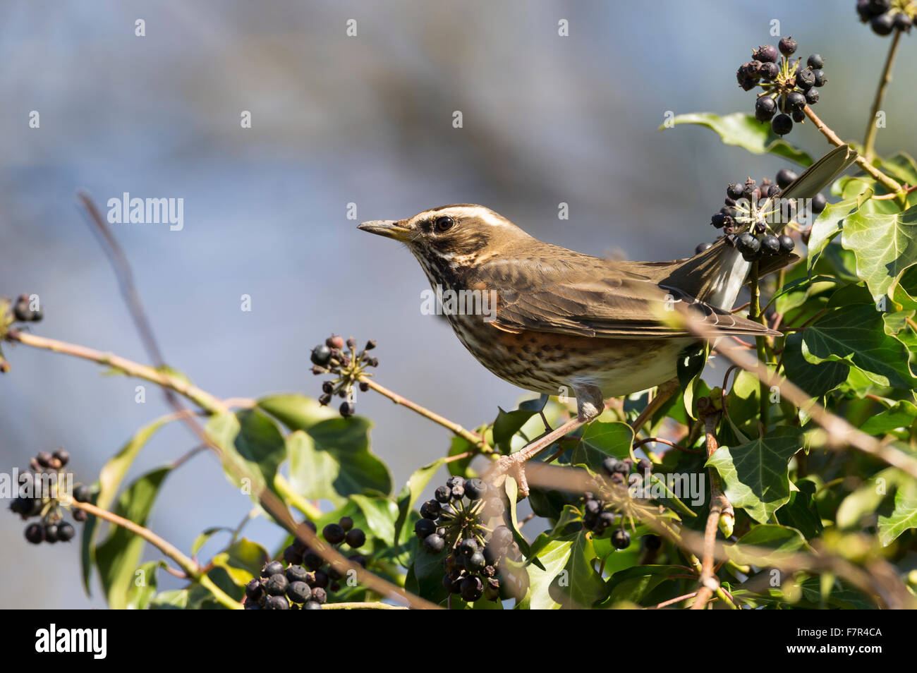 Rotdrossel, Ivy, Obst, Rotdrossel, Frisst Früchte, Beeren Vom Efeu, Rot ...