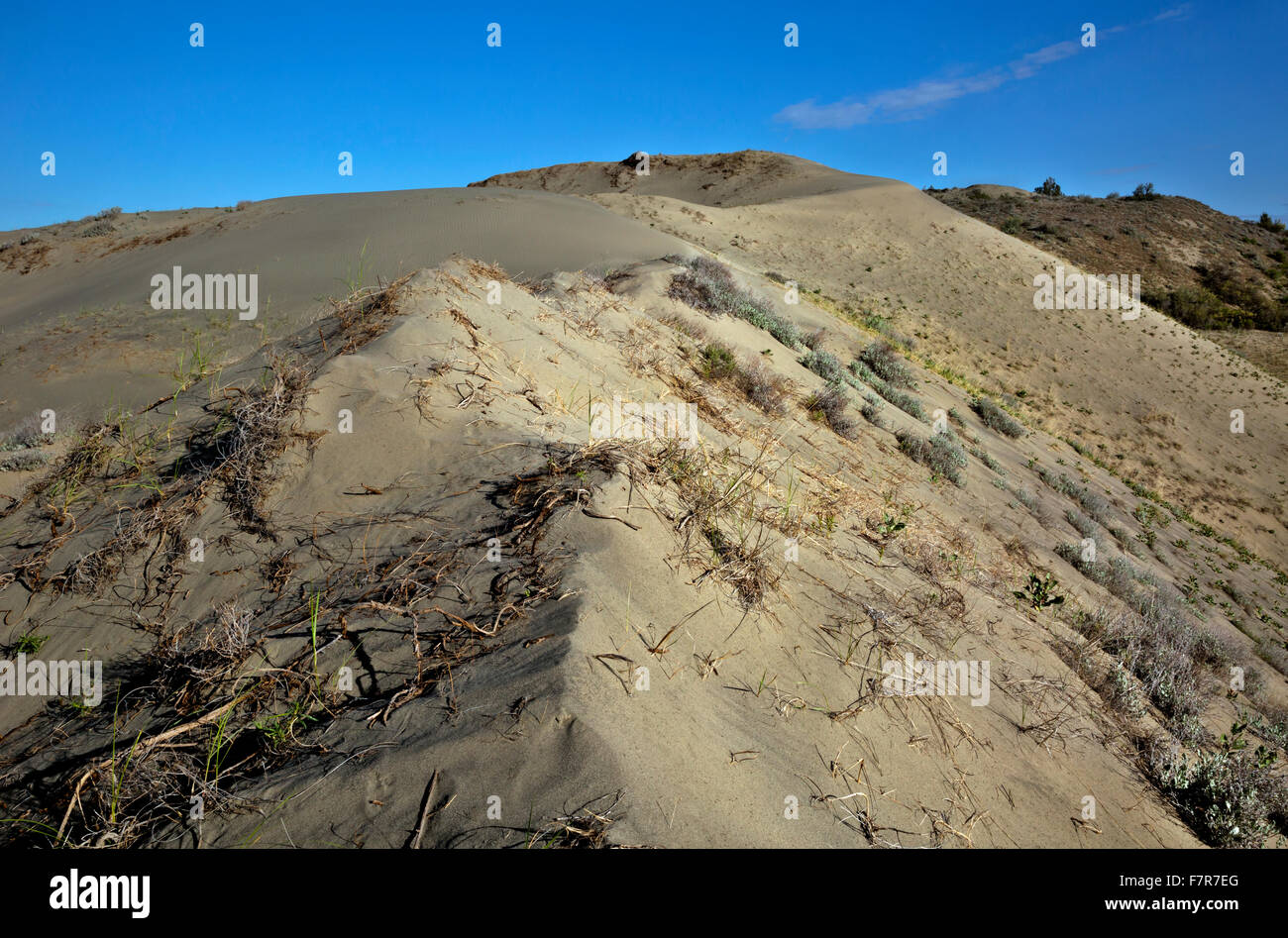 Juniper dunes wilderness -Fotos und -Bildmaterial in hoher Auflösung ...