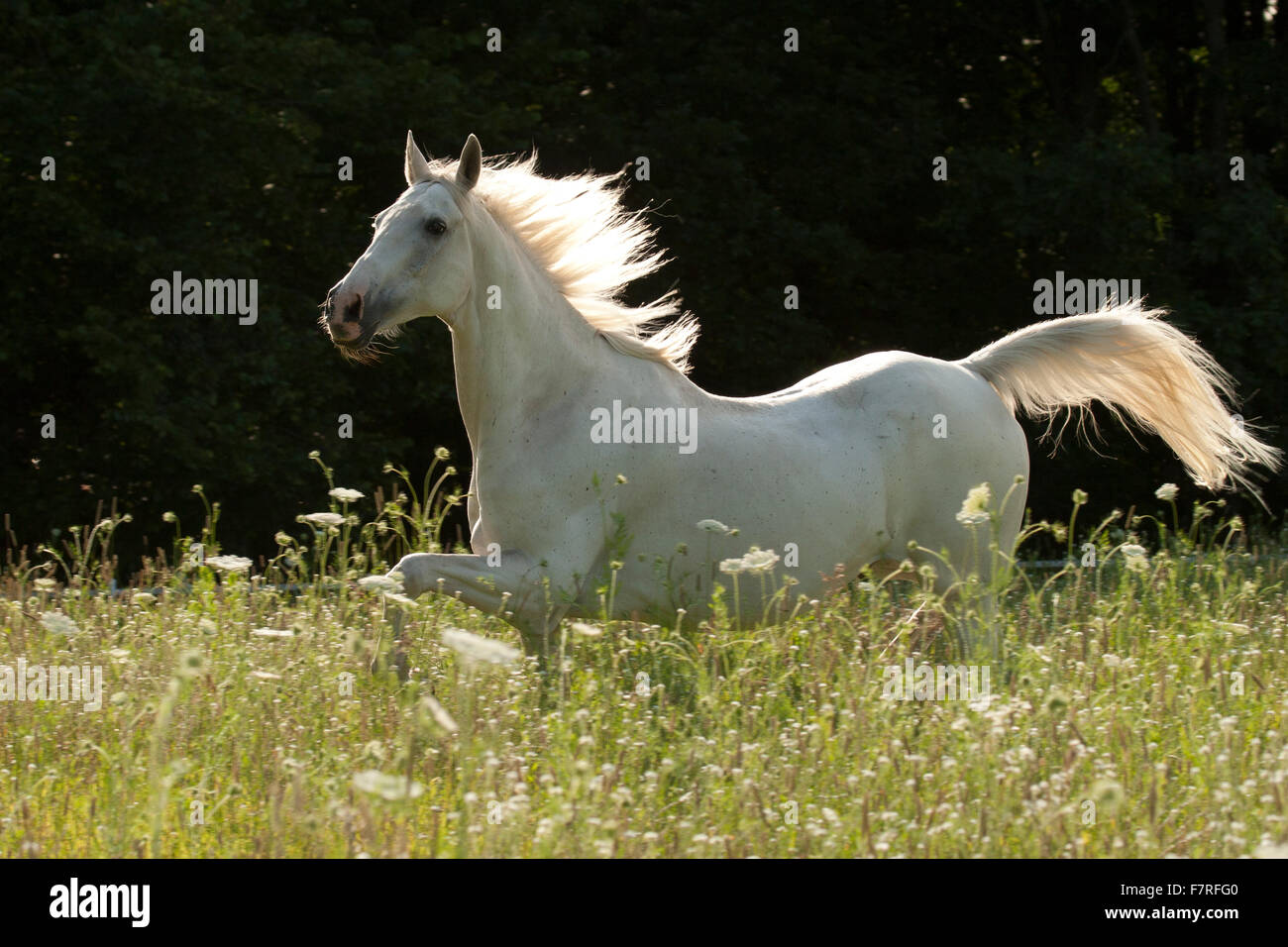 Weißes Pferd trabt durch Feld von Queen Anne es lace Stockfotografie ...