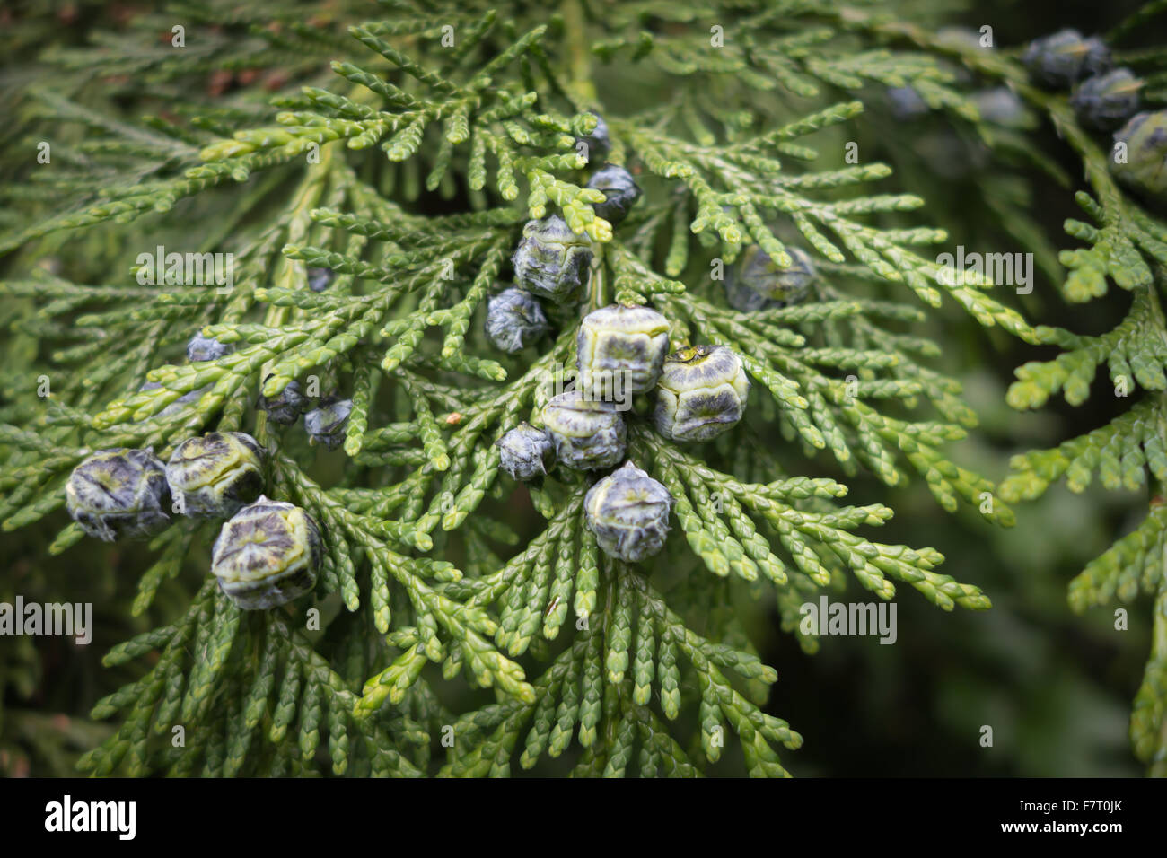 Wacholderbaum mit beeren wacholder communis -Fotos und -Bildmaterial in ...