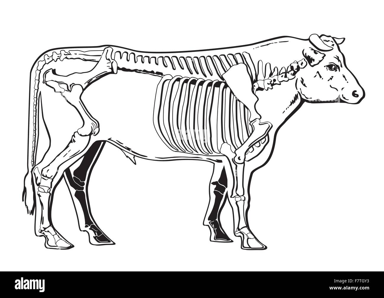 Bovine skeleton -Fotos und -Bildmaterial in hoher Auflösung – Alamy